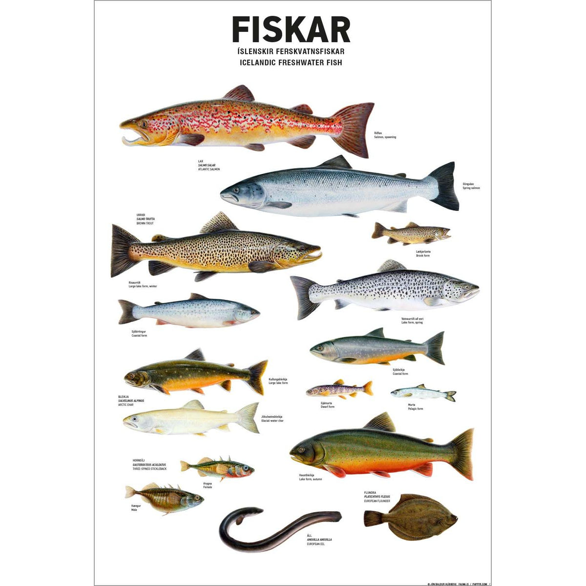 Icelandic Freshwater Fish - Poster by Jón Baldur Hlíðberg – Grapevine Store